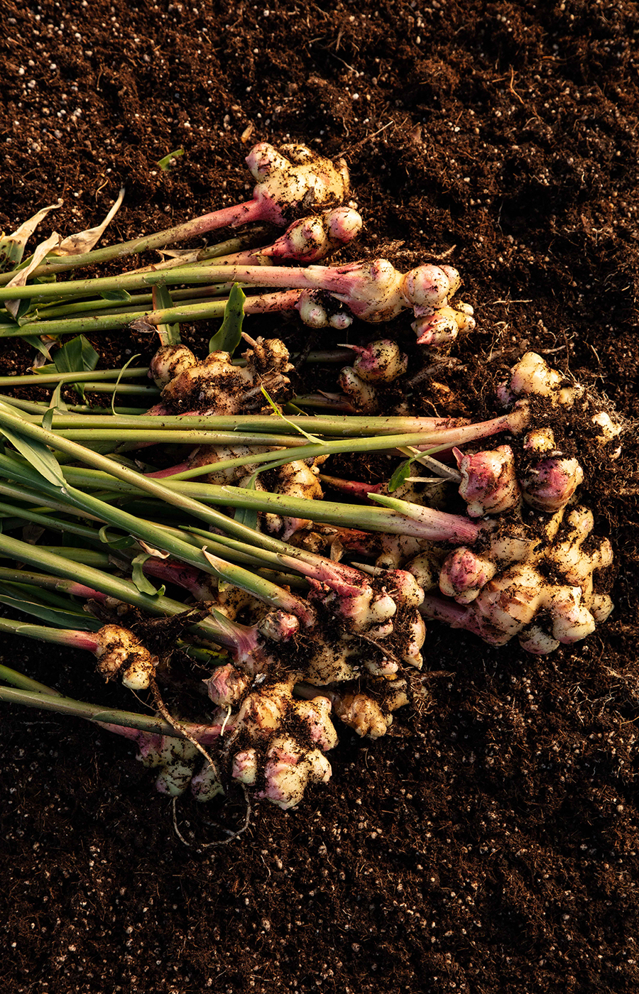 Humble Roots | JAN Online