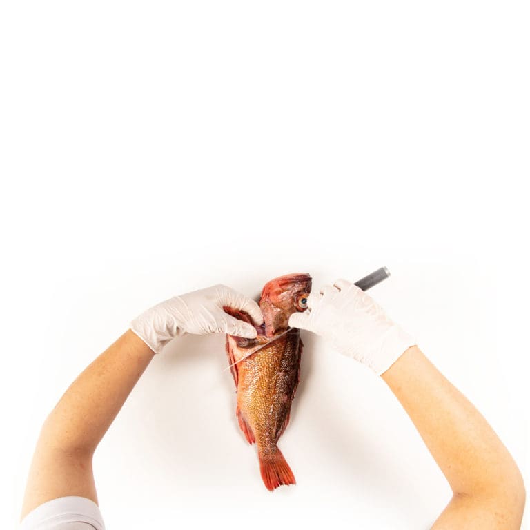 Beer battered fish | JAN Online