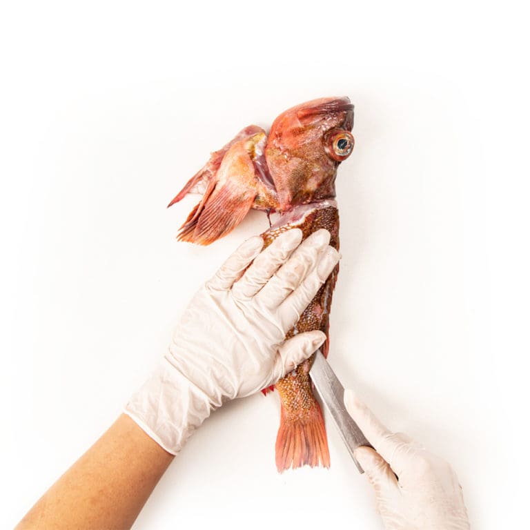 Beer battered fish | JAN Online