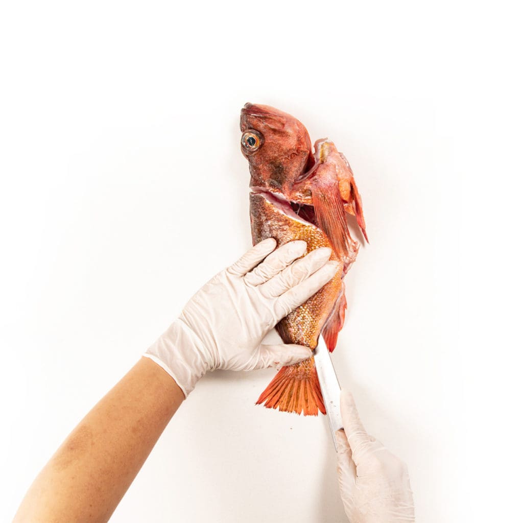 Beer battered fish | JAN Online