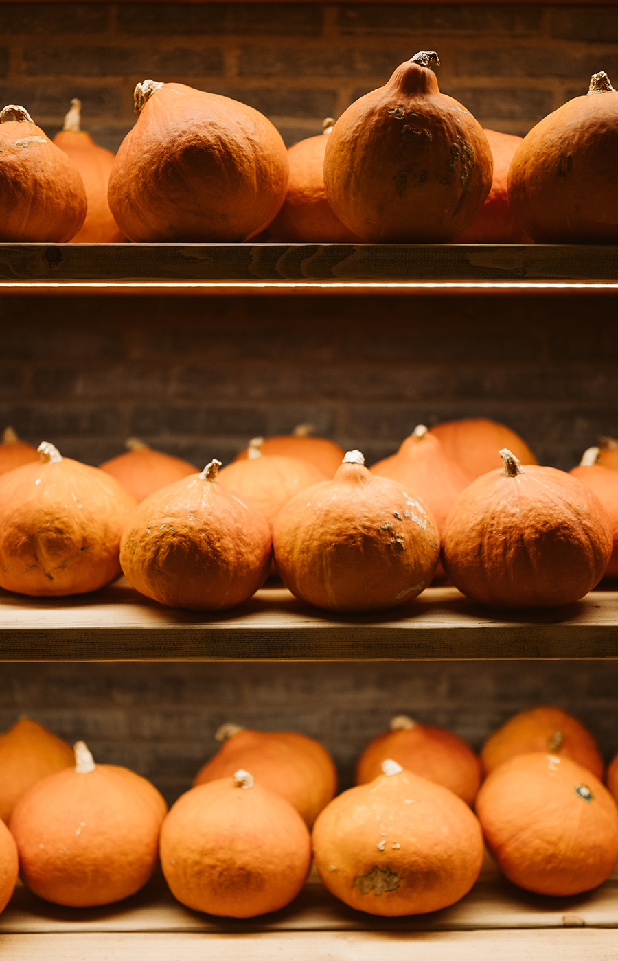 POTIRON MEANS PUMPKIN | JAN Online